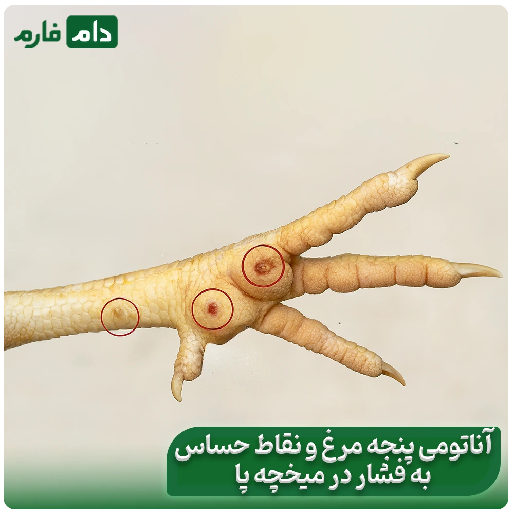 A-comprehensive-guide-to-bumble-foot-or-foot-abscess-in-chickens