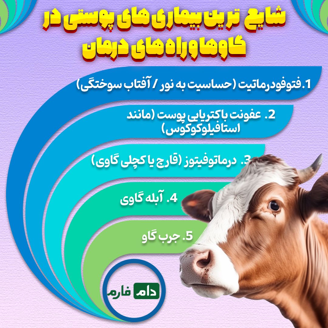 How-to-quickly-identify-and-treat-cattle-skin-diseases